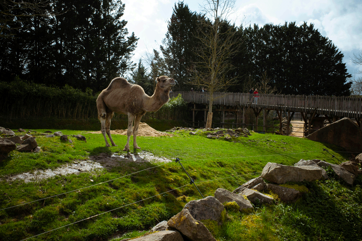 Zoo de Thoiry : Safari, Tarifs et Conseils 2026 | Notre Avis