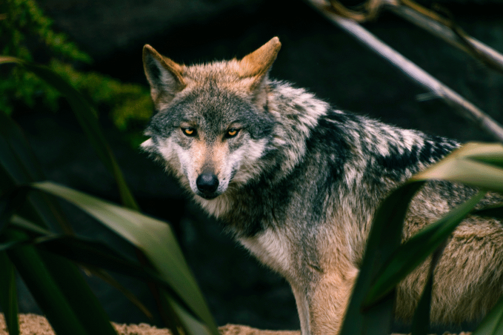 Zoo de Thoiry : Safari, Tarifs et Conseils 2026 | Notre Avis
