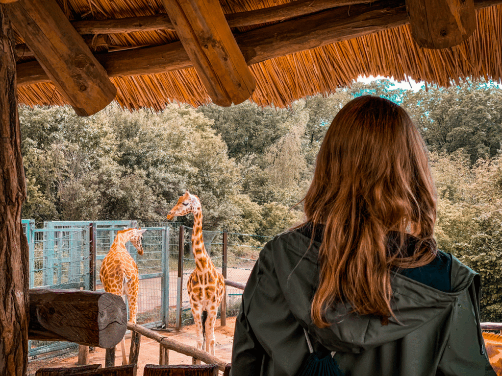 Zoo de Thoiry : Safari, Tarifs et Conseils 2026 | Notre Avis